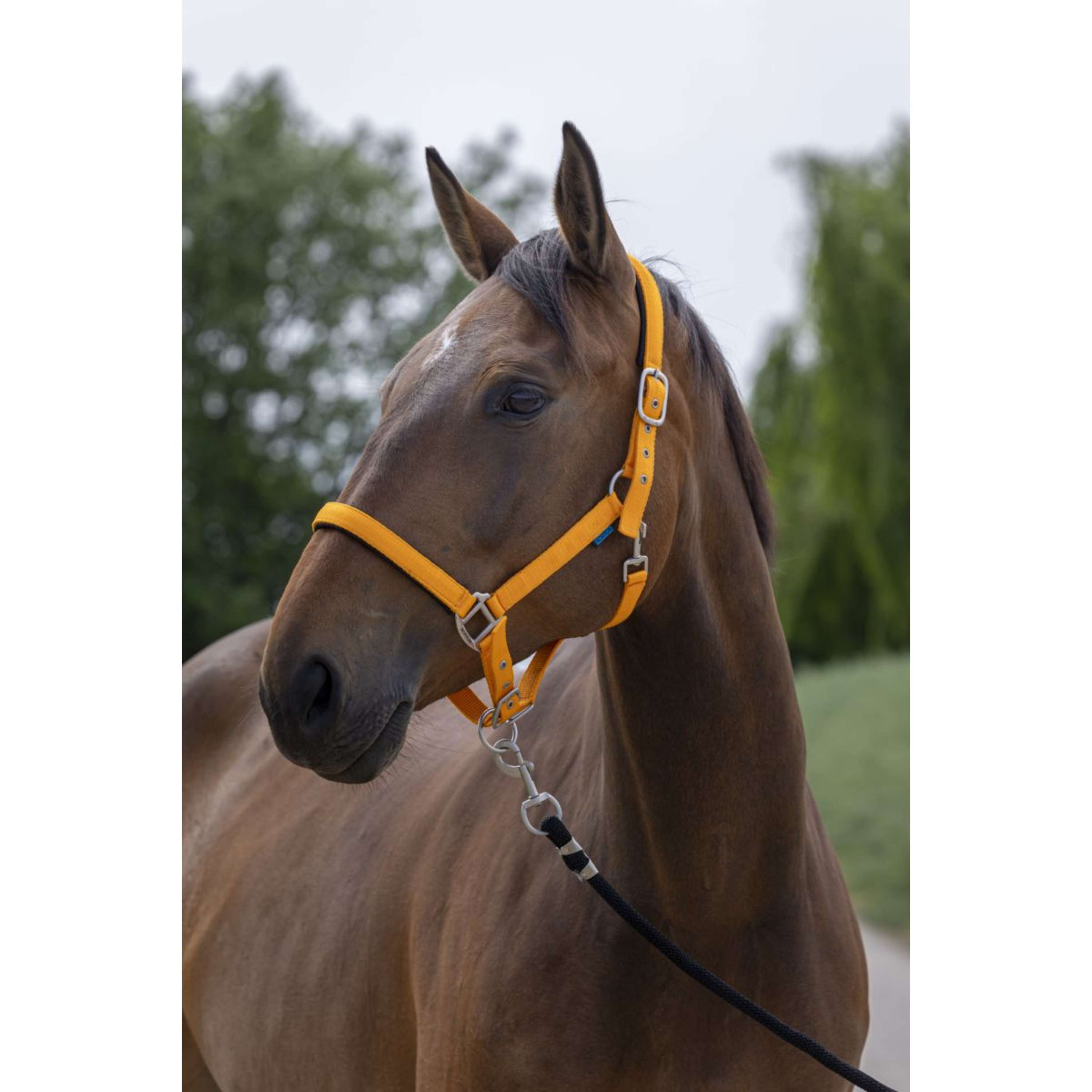 Norton Halter Satine Orange | Agradi.com