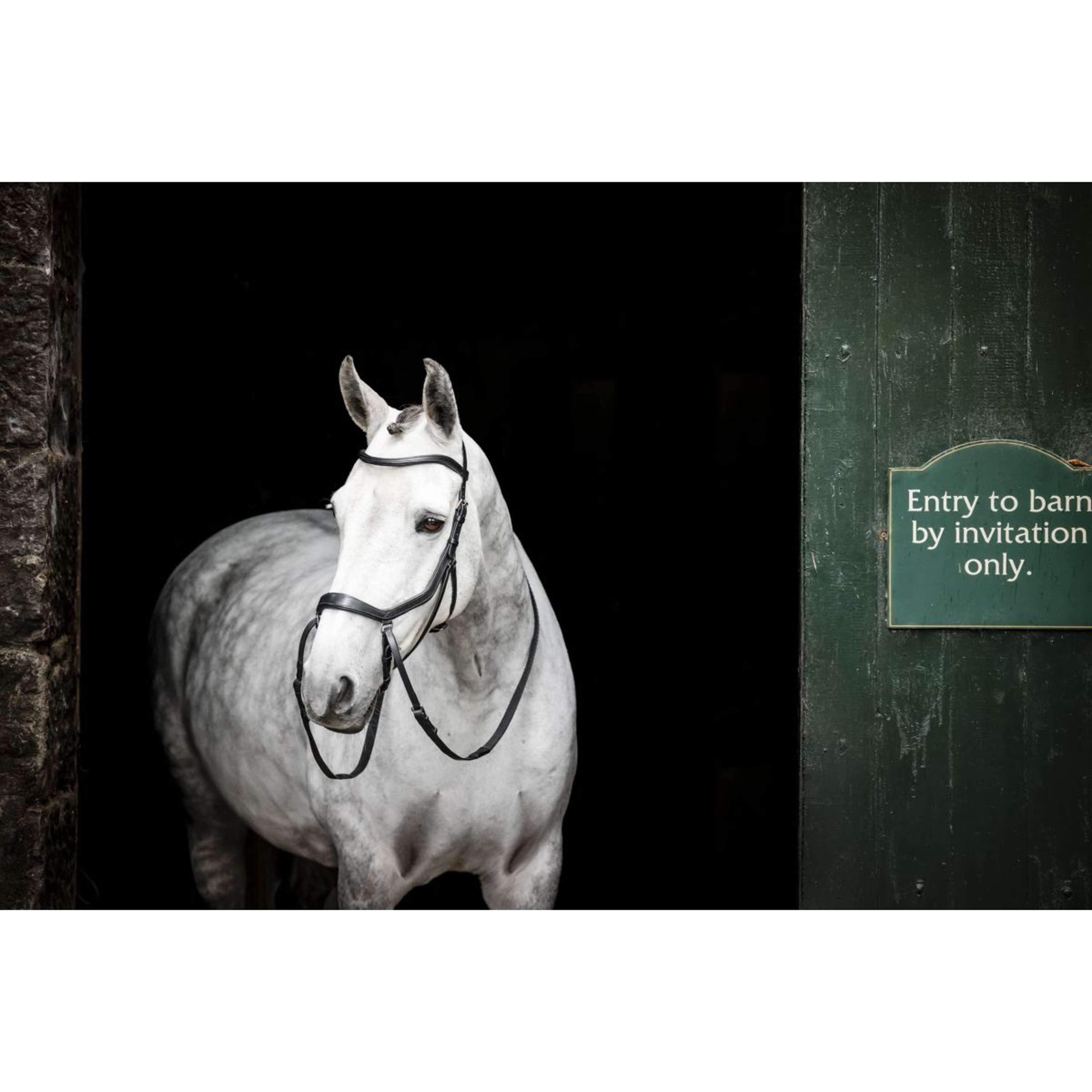 Rambo Micklem Bitless Bridle Black | Agradi.com